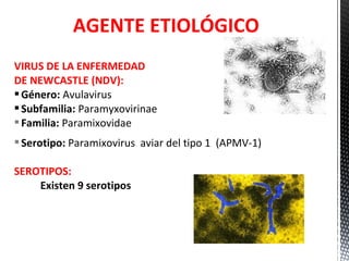 Enfermedad de Newcastle | PPT