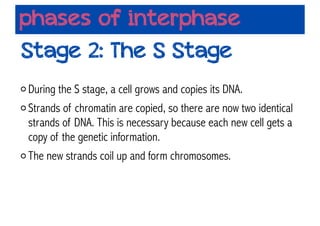 The Cell Cycle and Division | PDF