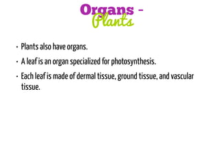 Levels of Organization (cell to organism) | PDF