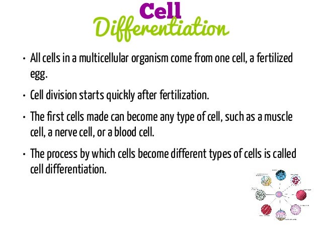 Levels of Organization (cell to organism)