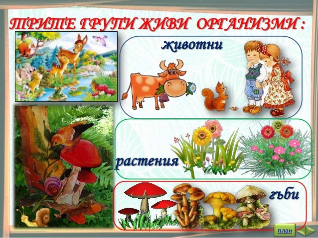 Групиране на живите организми ЧП 3 клас Булвест