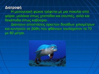 Η μεσογειακή φώκια Μονάχους Μονάχους - Τμήμα Ε3 | PPT