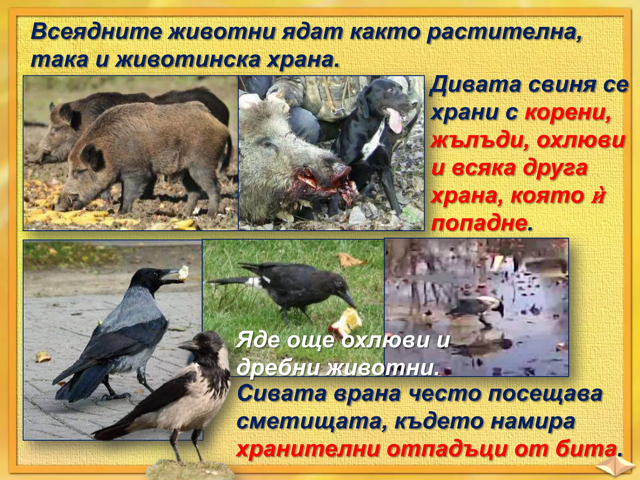 Групиране на животните според начина им на хранене ЧП 3 клас