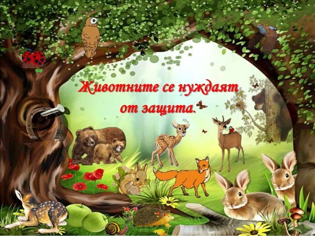 Групиране на животните според начина им на хранене ЧП 3 клас Булв…