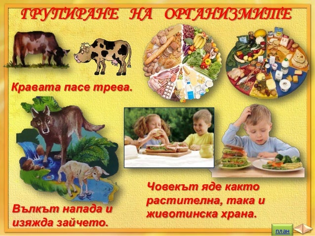 Групиране на животните според начина им на хранене ЧП 3 клас Булв…