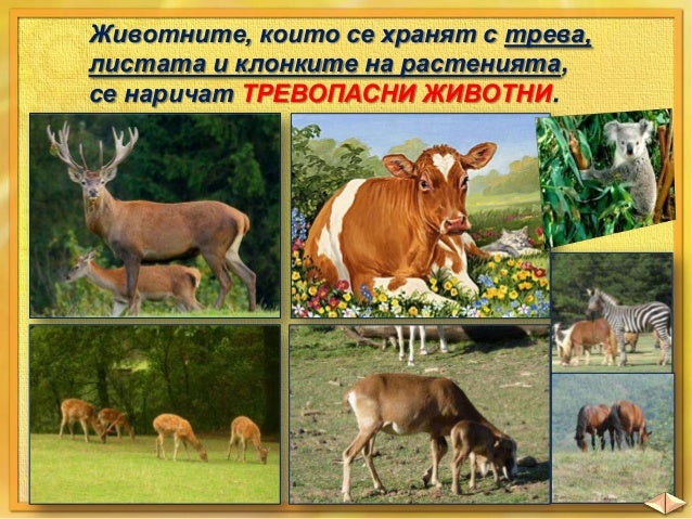 Групиране на животните според начина им на хранене ЧП 3 клас Булв…