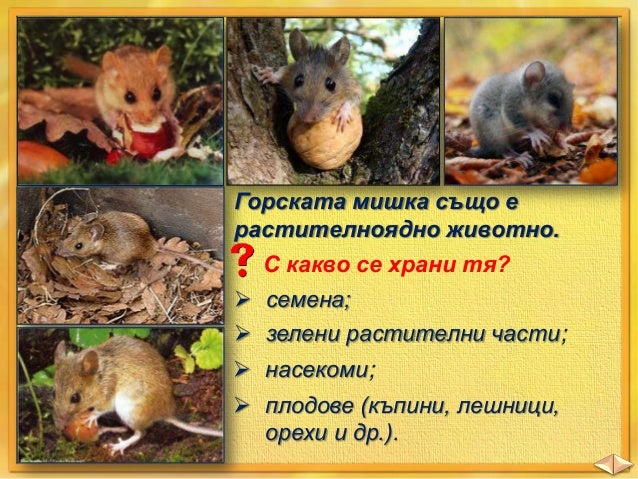 Групиране на животните според начина им на хранене ЧП 3 клас Булв…