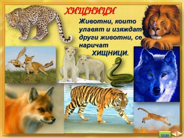 Групиране на животните според начина им на хранене ЧП 3 клас Булв…