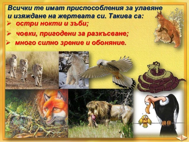 Групиране на животните според начина им на хранене ЧП 3 клас Булв…