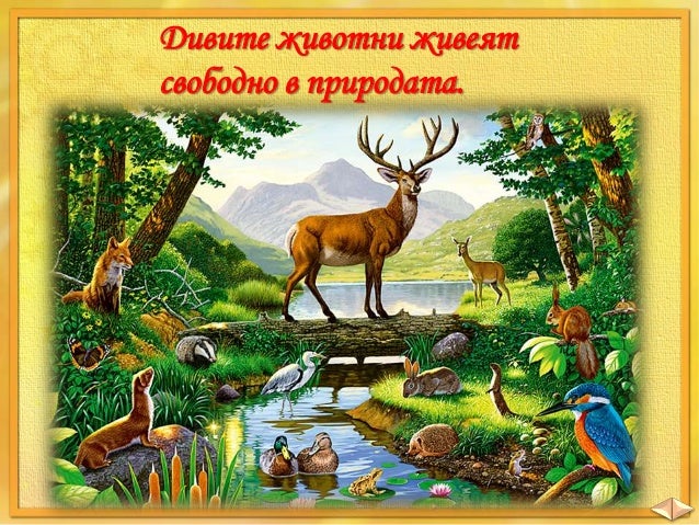 Групиране на животните според начина им на хранене ЧП 3 клас Булв…