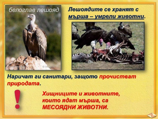Групиране на животните според начина им на хранене ЧП 3 клас Булв…