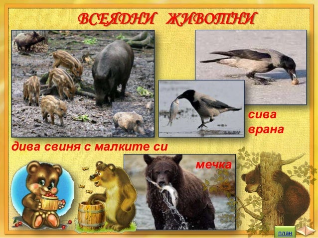 Групиране на животните според начина им на хранене ЧП 3 клас Булв…