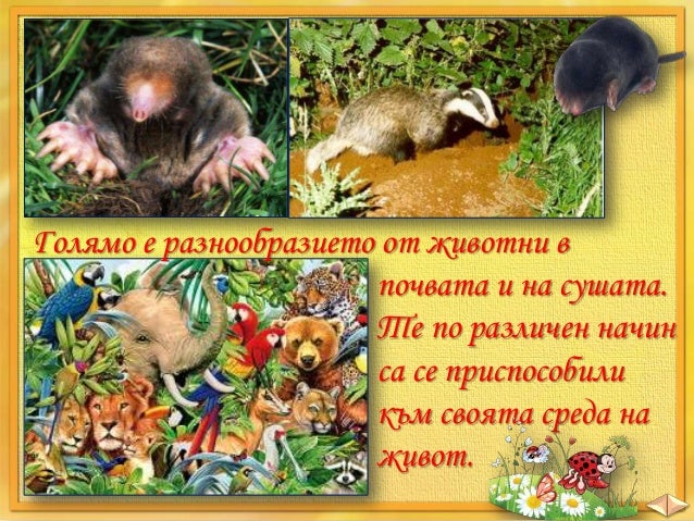 Групиране на животните според начина им на хранене ЧП 3 клас Булв…