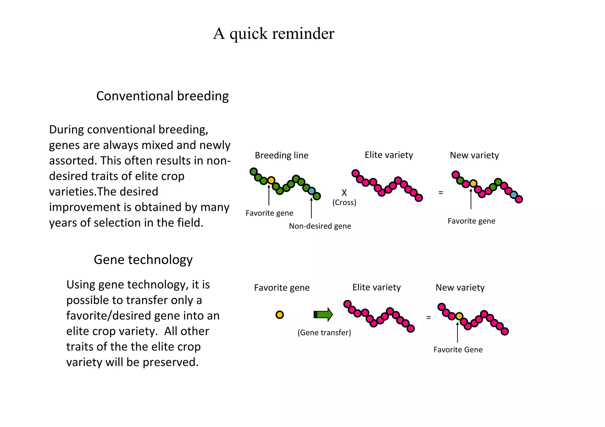 B4FA 2012 Tanzania: Plant breeding and GM technology - Chris Leaver | PDF