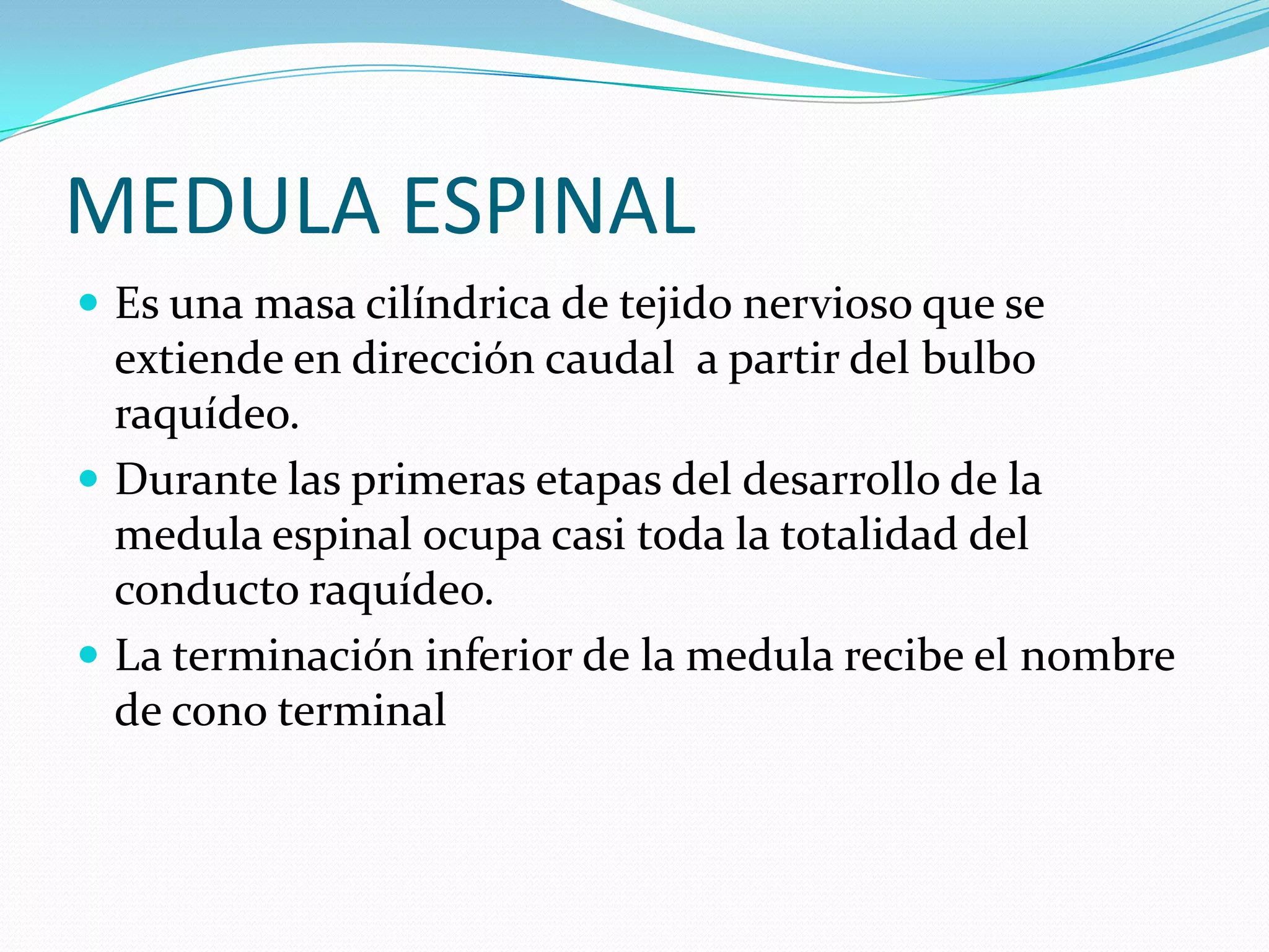 Medula espinal | PPT