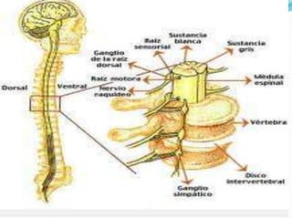 Medula espinal | PPTX