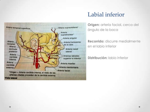 Anatomía cabeza - musculos, nervios, arterias y venas de la cara | PPTX
