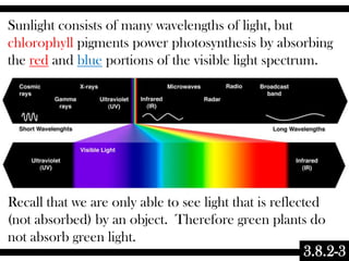3.8 biochemistry - photosynthesis | PPTX