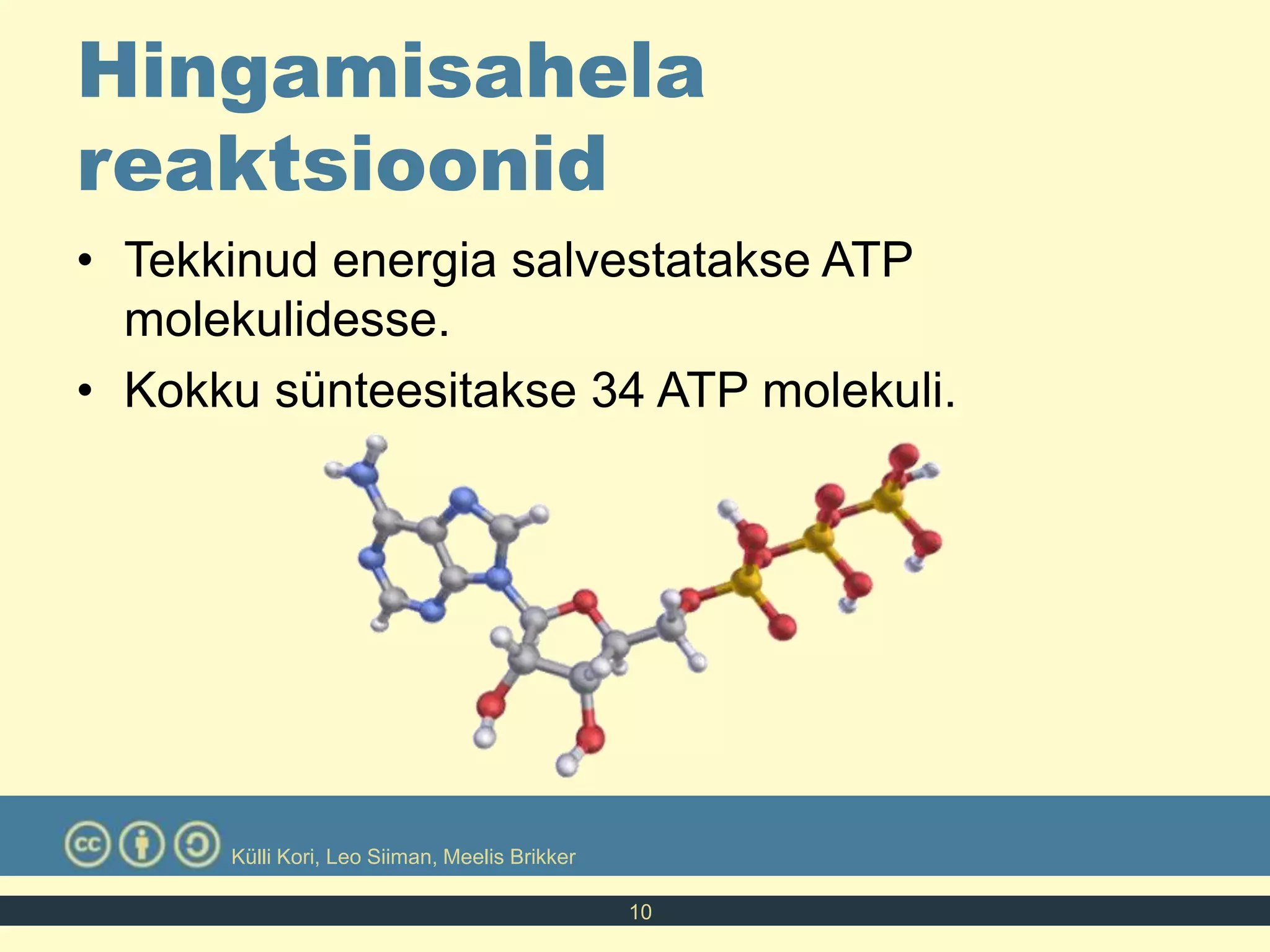 3.hingamine rakuhingamine | PPTX