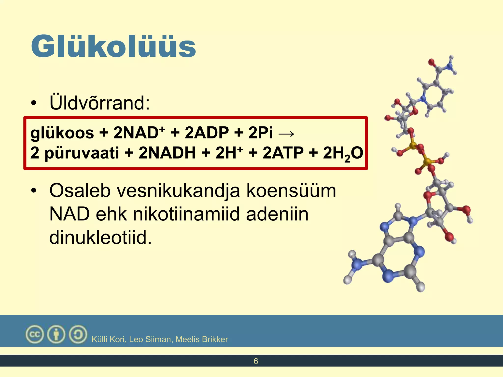 3.hingamine rakuhingamine | PPTX