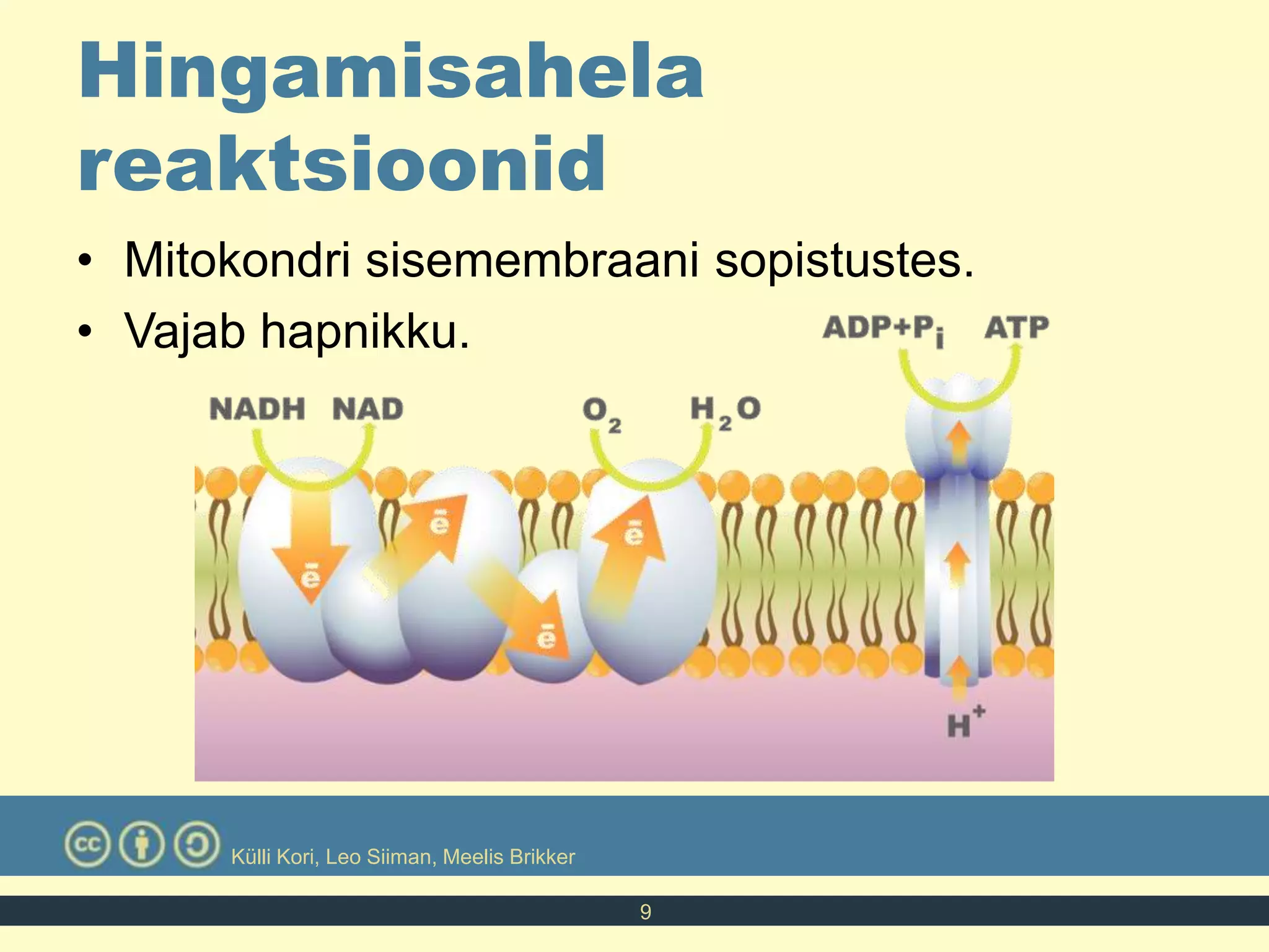 3.hingamine rakuhingamine | PPTX
