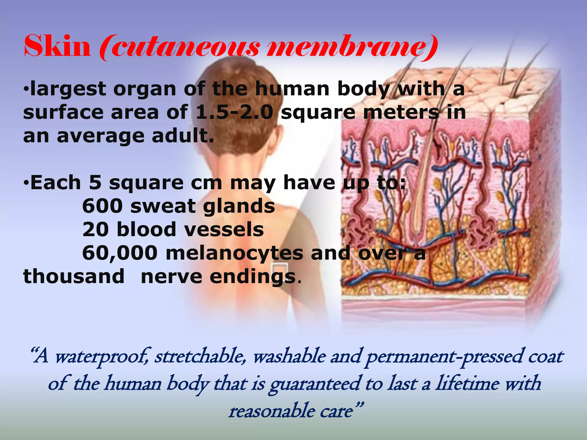 3. integumentary system | PPTX