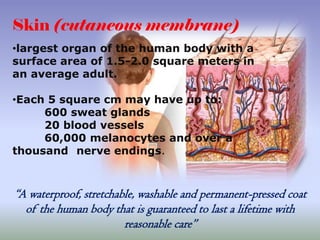 Integumentary System Sweat Glands