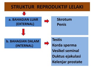 3.1 reproductive male | PPTX
