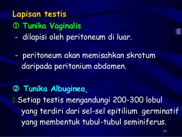 3 1 Struktur And Fungsi Reproduktif Lelaki