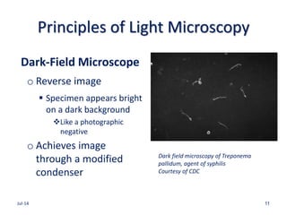 Microscopy for Microbiology: A Primer | PPTX