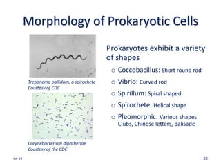 Microscopy for Microbiology: A Primer | PPTX