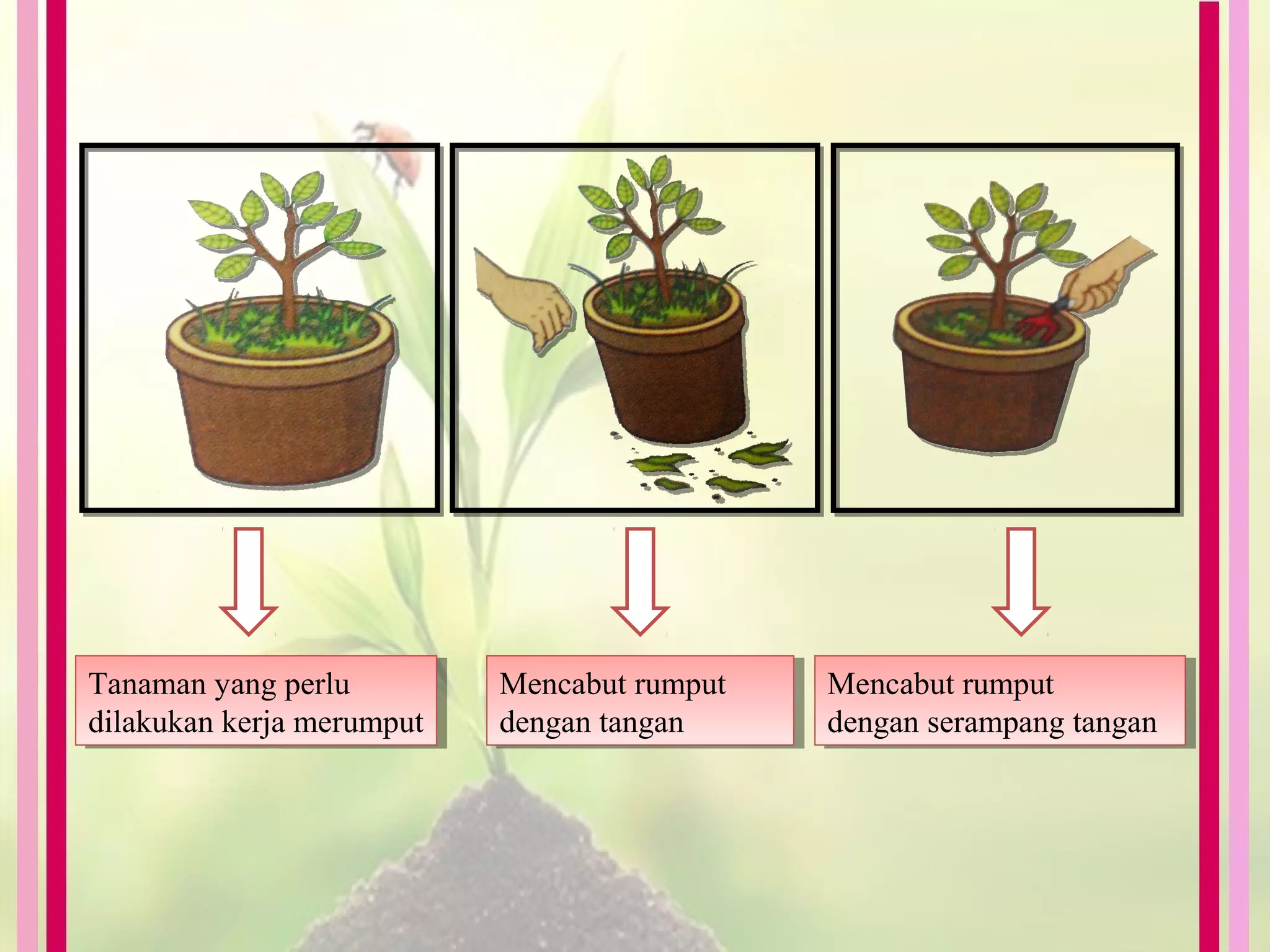 3.penjagaan anak pokok | PPT