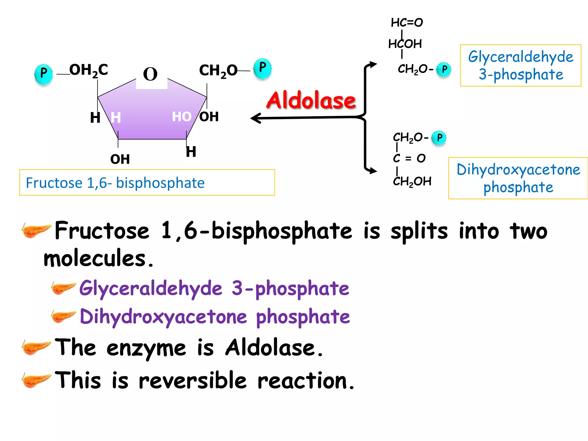Glycolysis (with animated pathway) | PPSX