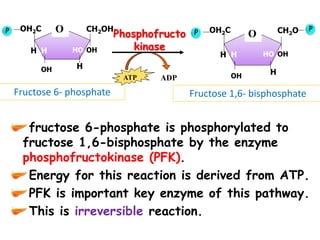 Glycolysis (with animated pathway) | PPSX