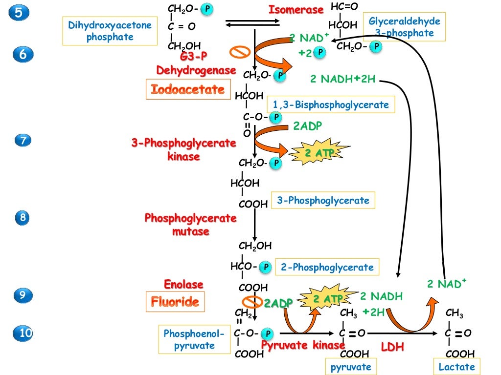 Glycolysis (with animated pathway)