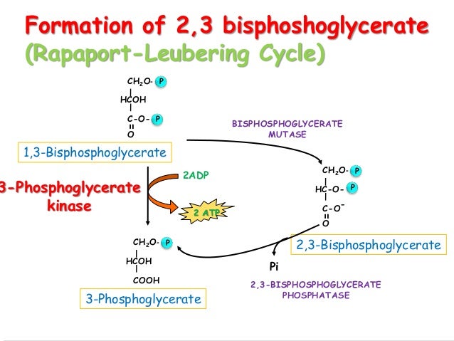 Glycolysis (with animated pathway)