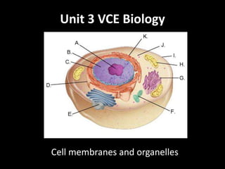 Unit 4 VCE Biology: Cell membranes &_organelles | PPT