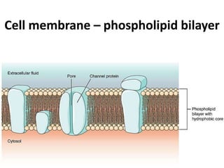 Unit 4 VCE Biology: Cell membranes &_organelles | PPT