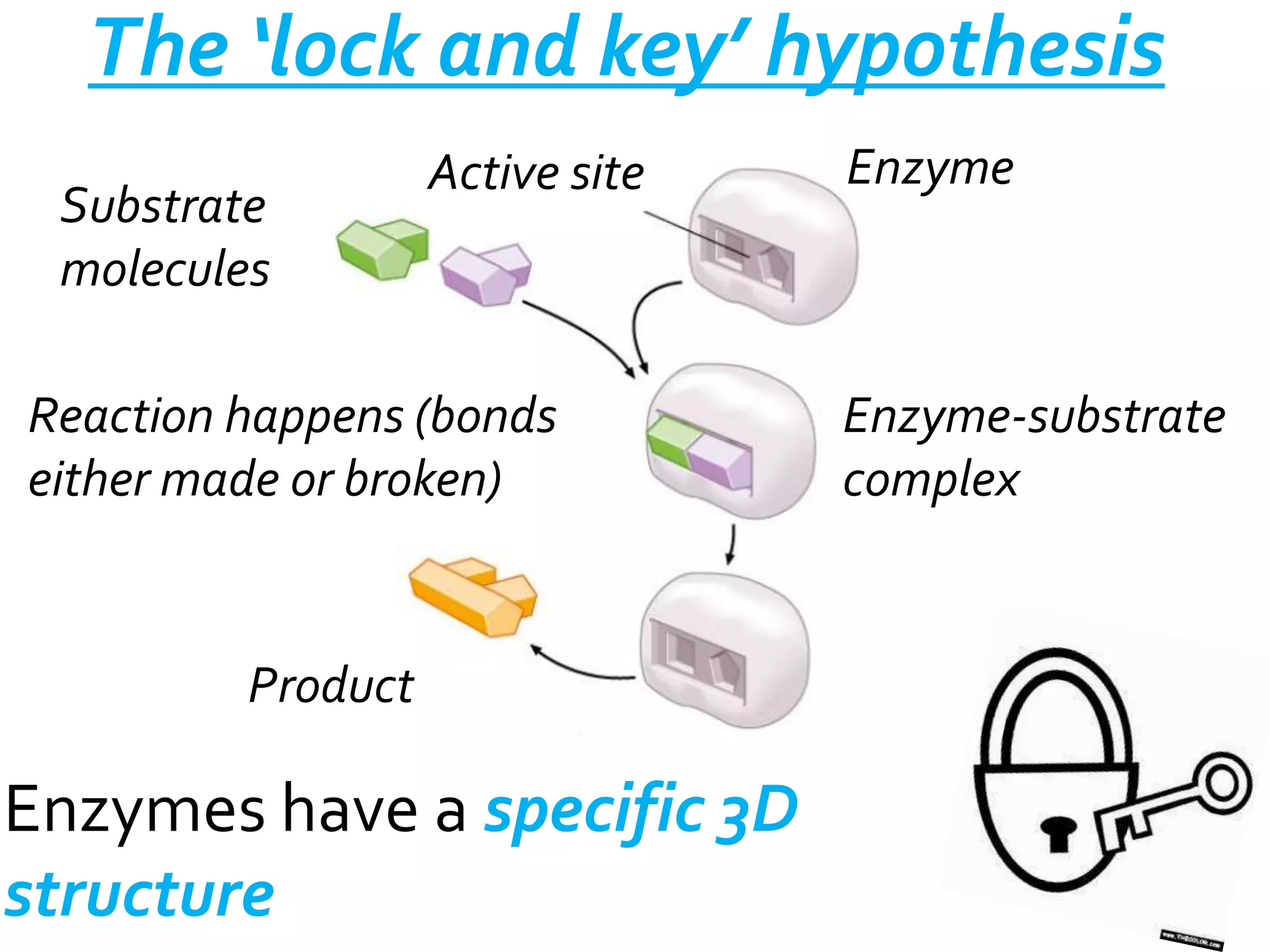 B2-3.2 factors affecting enzyme action | PPTX