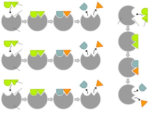 B2-3.2 factors affecting enzyme action | PPT