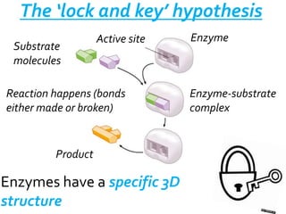 B2-3.2 factors affecting enzyme action | PPTX