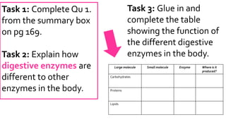 B2-3.3 enzymes in digestion | PPTX