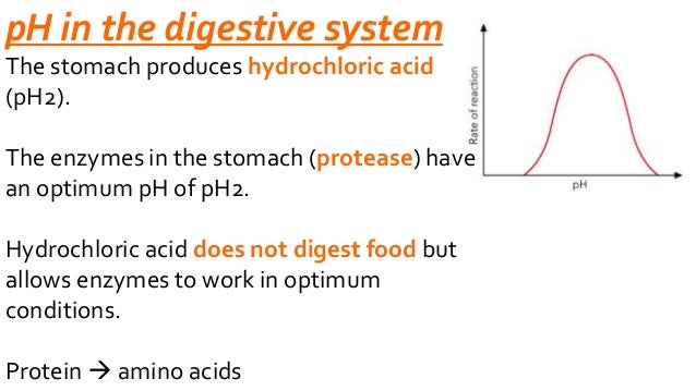 B2-3.4 speeding up digestion