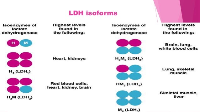 ISOENZYMES & CLINICAL ENZYMOLOGY