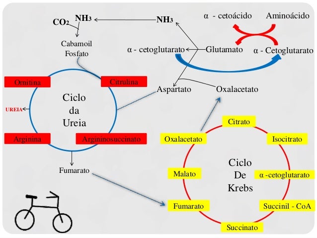 Ciclo da uréia