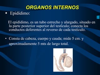 Aparato reproductor masculino | PPT