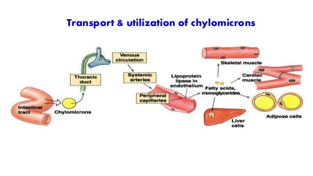 DIGESTION & ABSORPTION OF LIPIDS