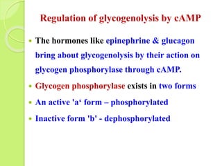 Glycogenolysis Pathway Ppt