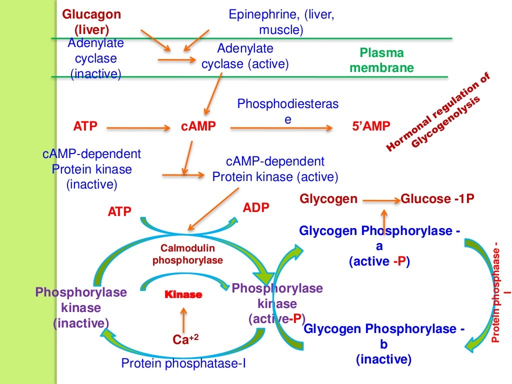 GLYCOGENOLYSIS & REGULATION OF GLYCOGEN METABOLISM