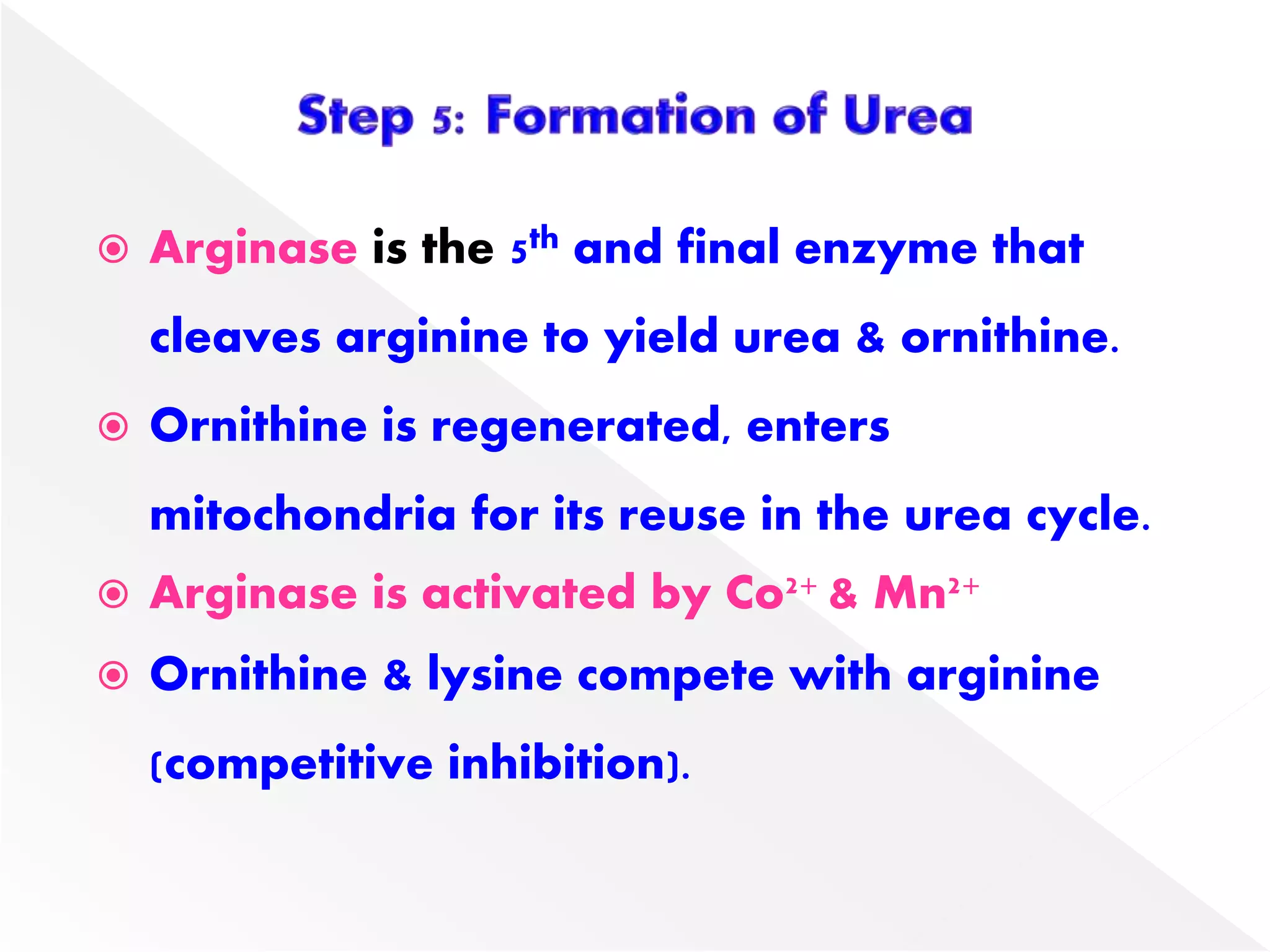 UREA CYCLE | PPTX
